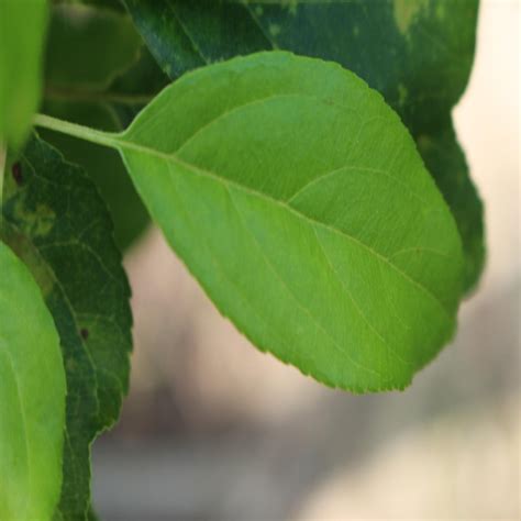 Val Final Object Detection Dataset By School