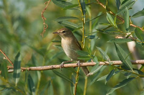 Blyth의 개개 그것의 자연 서식 지에 수 양 버드 나무의 크라운에 앉는 다 0명에 대한 스톡 사진 및 기타 이미지 Istock