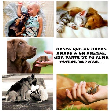 Acentos El Amor No Distingue Entre Gustos Creencias