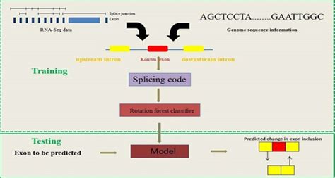Analysis And Prediction Of Exon Skipping Events From Rna Seq With