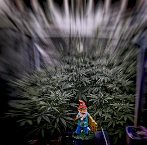 Flower Day 20 For Genius Juice And Cinderella 99 Rbrothersgrimmseedbank