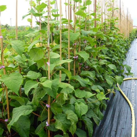 🌲 Kiwi Actinidia Deliciosa Vendita Piante Online Letuepiante