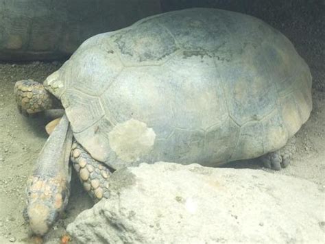 キアシガメとしとしWeb水族館魚図鑑