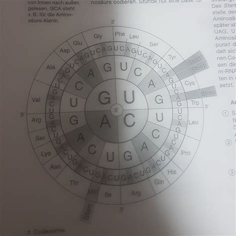 Der Genetische Code Aufgabe Biologie Genetik