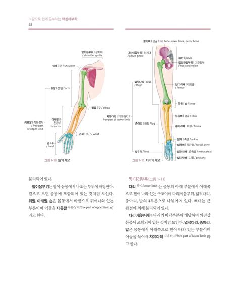 알라딘 미리보기 그림으로 쉽게 공부하는 핵심해부학