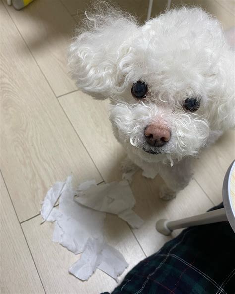 염콩알 누나 미워😡 누나가 휴지 바닥에 놓고선 왜 나보고 뭐라고 해🥺 댕스타그램 댕팔 멍스타그램 멍팔 댕청