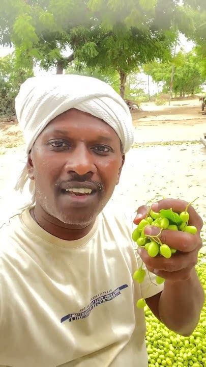 அமெரிக்கா காரனிடம் இருக்கிறது ராயல்டி 🌳 ஆனால் அமெரிக்காவில் ஒரு மரம்