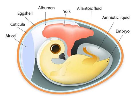 Unveiling The Mystery Pigeon Egg Appearance Decoded