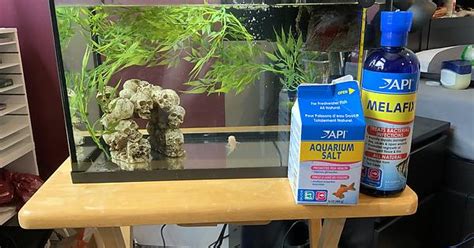 So Im Putting All My Fish Into Quarantine Because I Think My Catfish