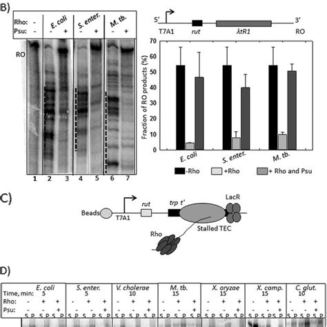 Atpase And In Vitro Transcription Assays Showing Psu Mediated