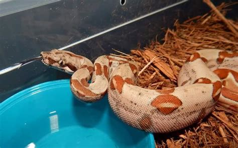 2015 Hypo Female Het Sunglow