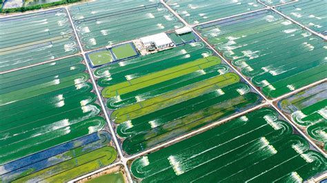 Is Carbon Capture The Solution Or A Distraction From Achieving Net Zero