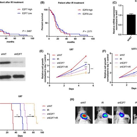 E2F7 Promotes Radioresistance Of HGG Tumor Cells A B KaplanMeier