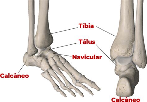 Anatomia Do Tornozelo Centro De Preserva O Articular Dr Marcio Rubin