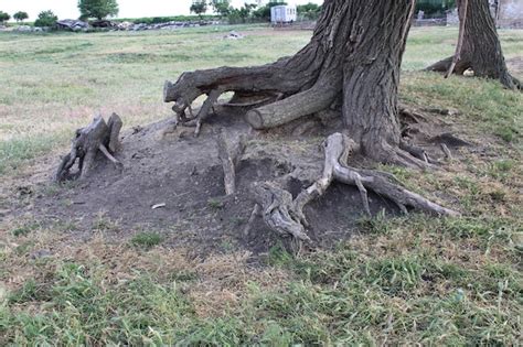 Premium Photo A Tree With Roots On The Ground