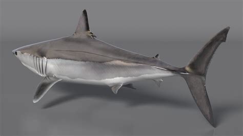 3d Realistic Shortfin Mako Shark Rigged 3d Molier International