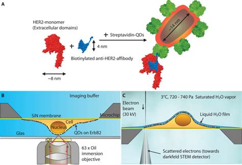 Local Variations Of Her2 Dimerization In Breast Cancer Cells Discovered By Correlative