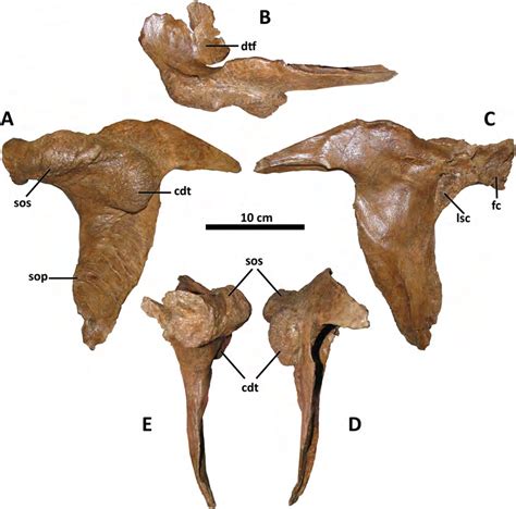 Left Postorbital Of Bdm 107 Shown In Lateral A Dorsal B Medial