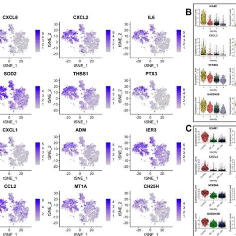 Top 16 Most Upregulated Genes In Cluster 3 A B C As Above