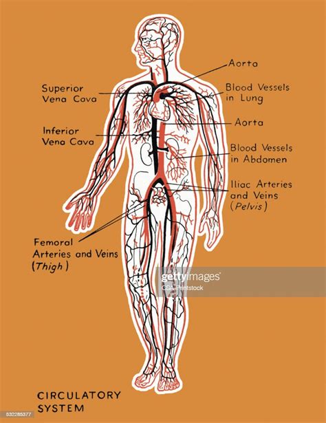 Human Circulatory System Diagram Labeled Basic