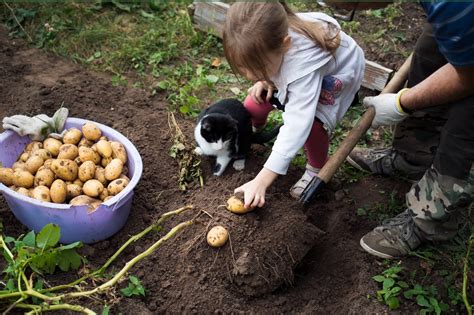 Quand Et Comment Planter Les Pommes De Terre Wepot Lart D