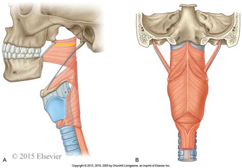 Superior Constrictor Muscle