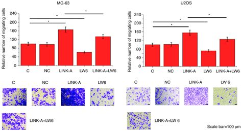 Link A Lncrna Overexpression Promotes Migration Of Mg 63 And U2os Cells