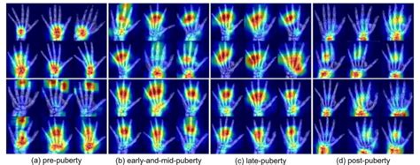 Selected Examples Of Attention Maps For Female Upper Rows And Male