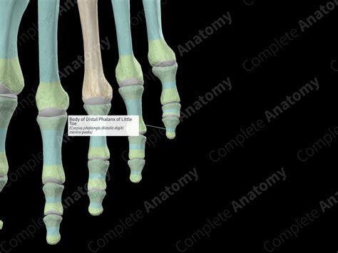 Body Of Distal Phalanx Of Little Toe Complete Anatomy