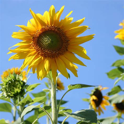 Top 7 Flowers Symbolizing Life The Precarious Yet Tenacious Miracle Of