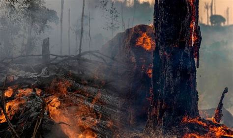 Amazon Fires Truth Were The Fires Deliberately Set Real Reason For The Rainforest Fires