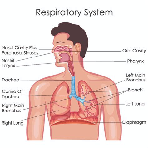 Respitory Flashcards Quizlet