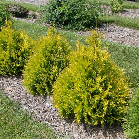 Thuja Occidentalis Trees For Sale Sale Retailer Stylebyemilyhenderson