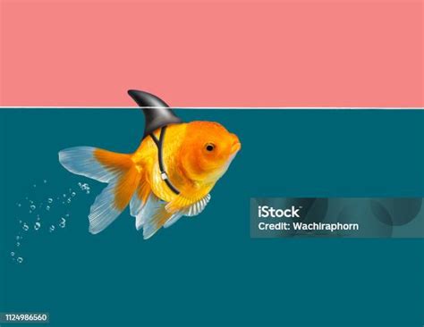 상어 지 느 러 미 녹색 물과 핑크 하늘 배경 황금 물고기 장식 수족관 물고기 수영의 금붕어 황금 물고기와 플립 상어상목에 대한