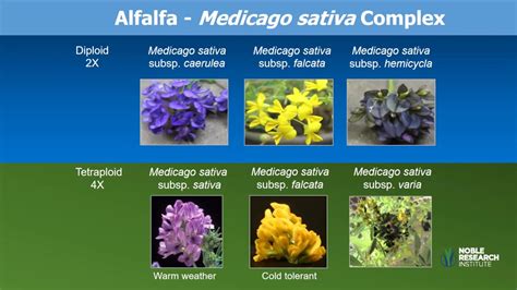 High Throughput Approaches For Phenotyping Alfalfa Germplasm Under