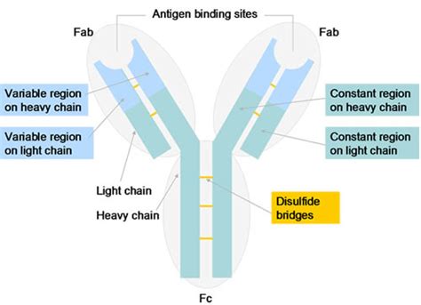 Simple Antibody Structure