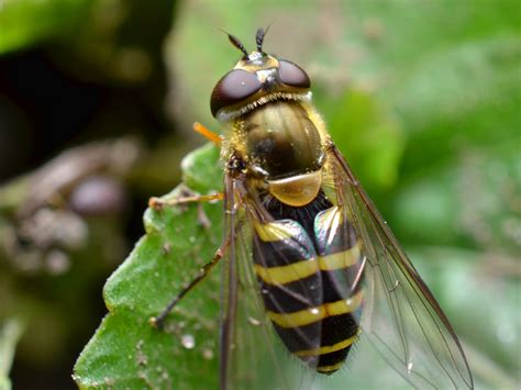 Dan Simon Macrophotography — First Bug Of The Season A Hoverfly