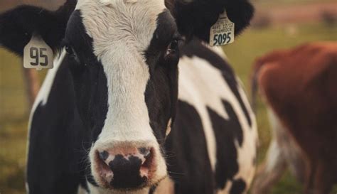 Advanced Algorithm Aims To Optimize Cattle Feeding California Dairy