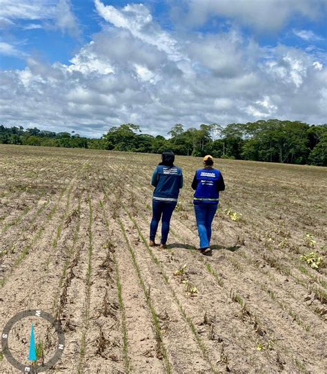 Governo orienta produtores de soja sobre o término do período de semeadura