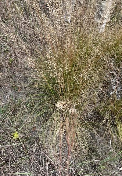 Prairie Dropseed My Home Park Curated Native Gardens Delivered To