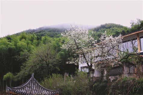 富山 古村梨花开 今日黄岩