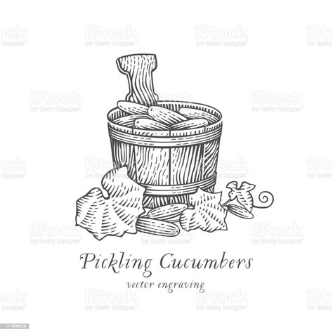 Pickling Cucumbers Stock Illustration Download Image Now Art