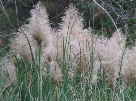 Invasive Pampas Grass Eradicated From Hawaiʻi Island