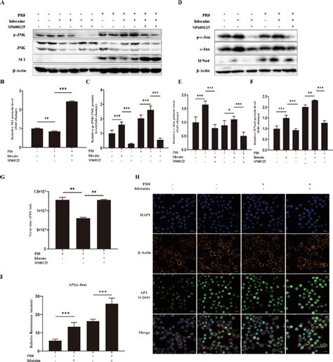 Lidocaine Upregulates Ifnα4 By Activating The Jnk Ap1 Axis A F