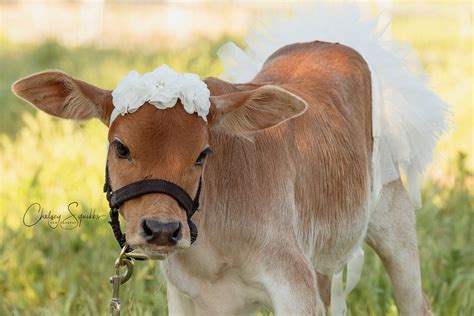 Mini Zebu Miniature Cattle Grit