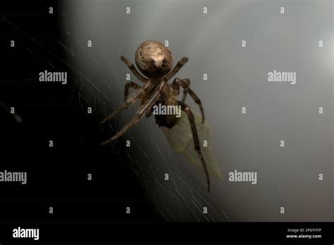 Garden Spider Araneus Sp In Its Web With A Caught Insect Nature