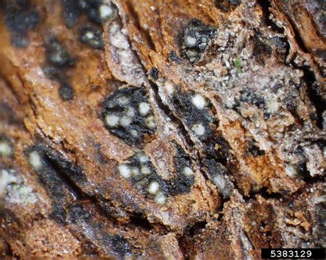 Botryosphaeria Canker Botryosphaeria Ribis