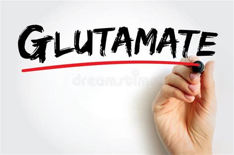 Glutamate Abundant Excitatory Neurotransmitter Released By Nerve Cells In Your Brain Text