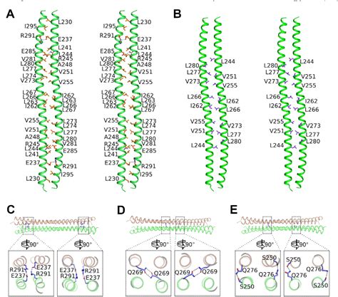 Figure 2 From Trim56 Coiled Coil Domain Structure Provides Insights