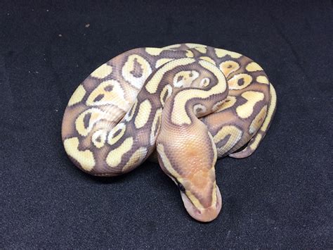Banana Lesser - Morph List - World of Ball Pythons